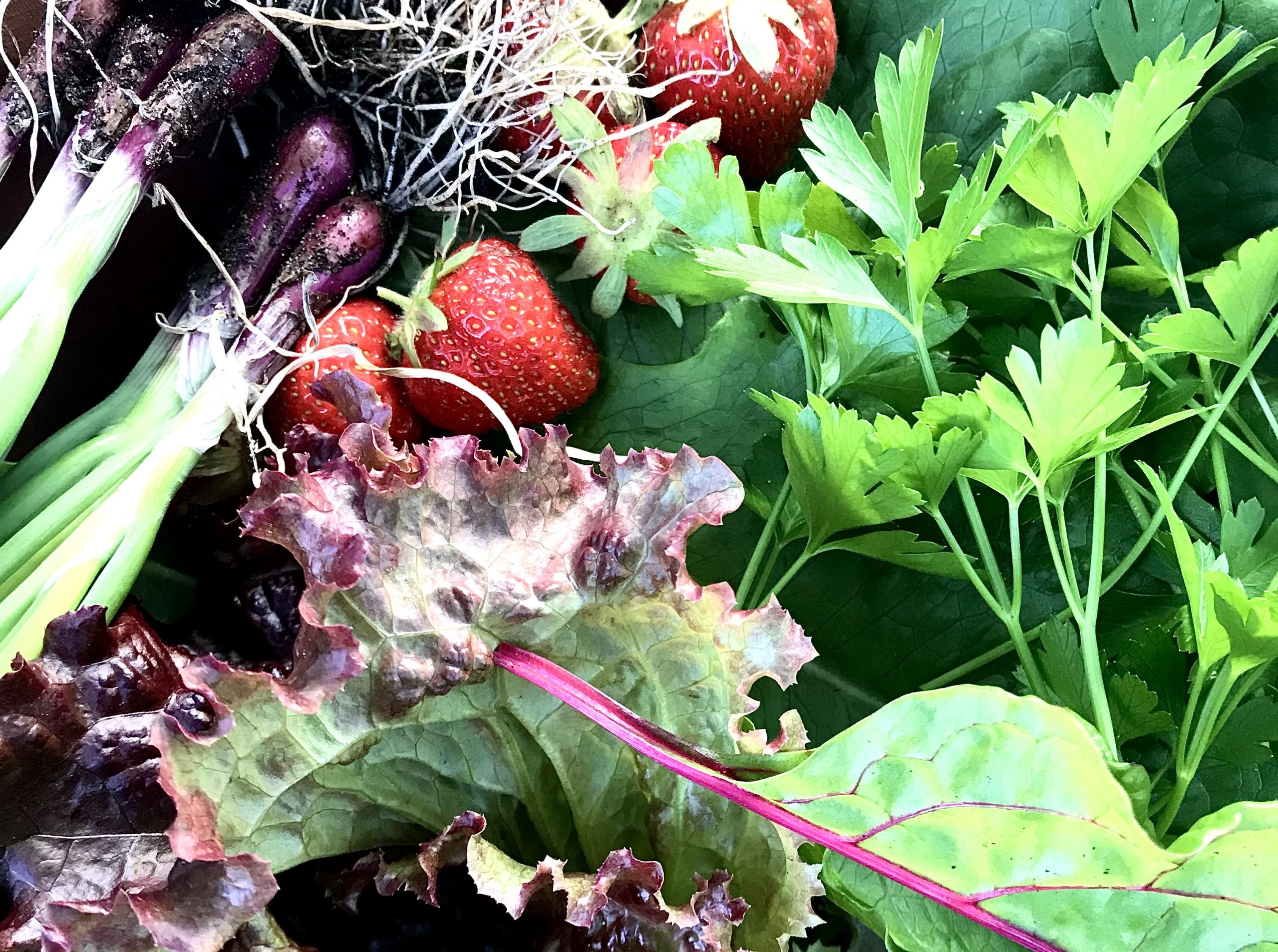 Local Food-Print Event Brings Together Local Foodies – Barrington Farm ...